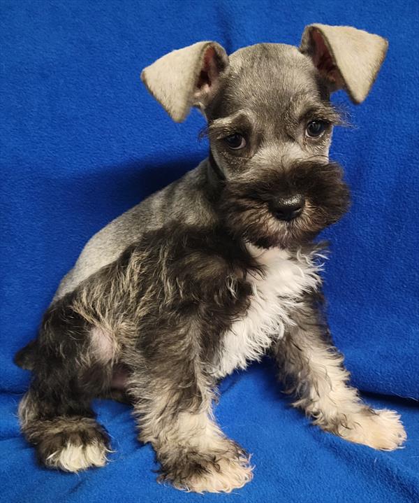 What Are The Congenital Diseases In A Miniature Schnauzer Puppy