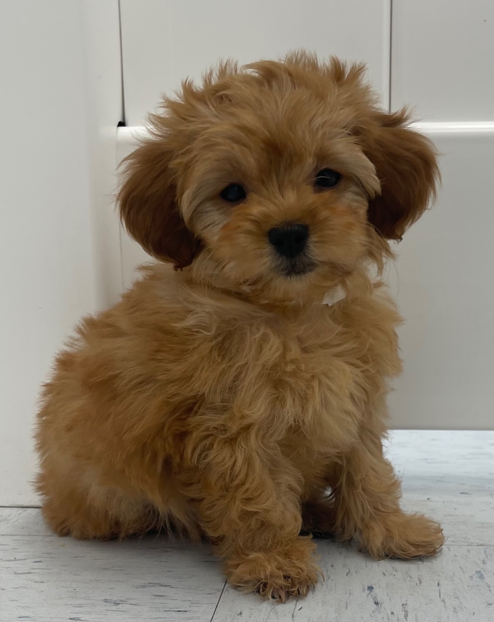 Cavapoo Puppy