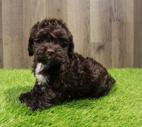 Mini Cockapoo Puppies For Sale Utah at Ann Burkett blog